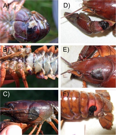 Crayfish diseases and parasites | EMÜ Moodle