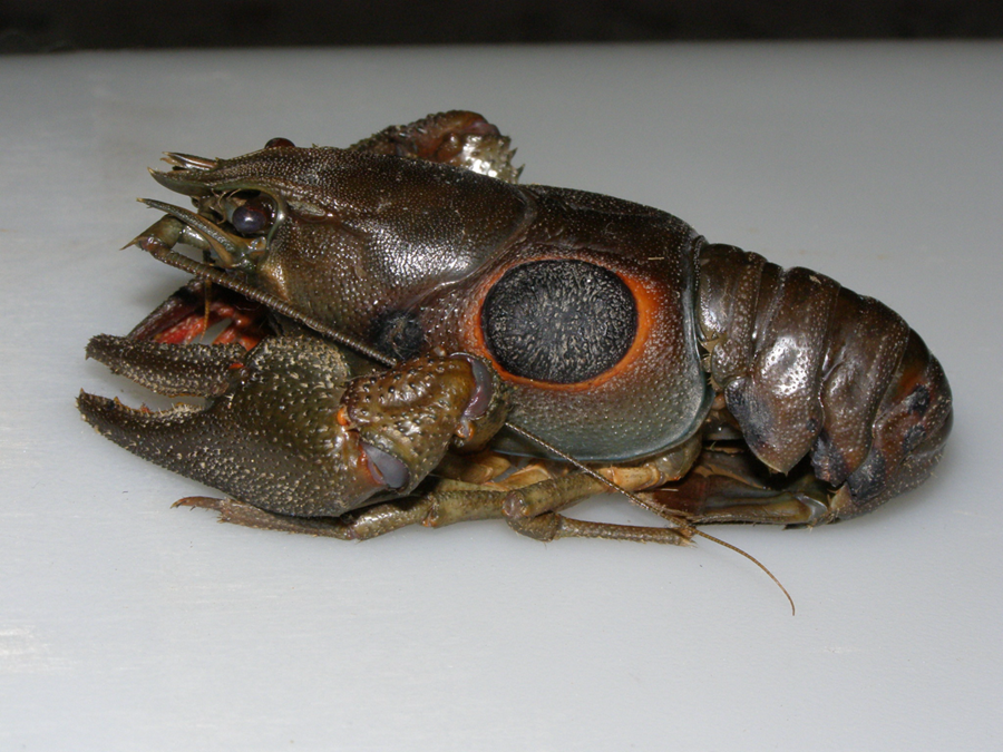 Crayfish diseases and parasites | EMÜ Moodle