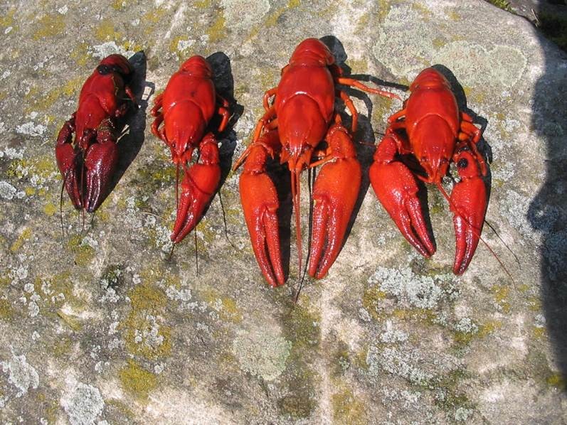 Crayfish diseases and parasites | EMÜ Moodle