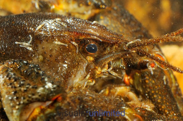 Crayfish diseases and parasites | EMÜ Moodle